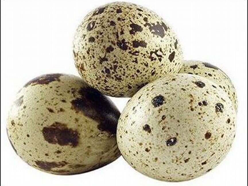 Яйцо перпелиное