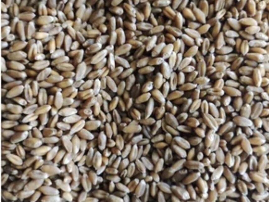 Пшеница фуражная