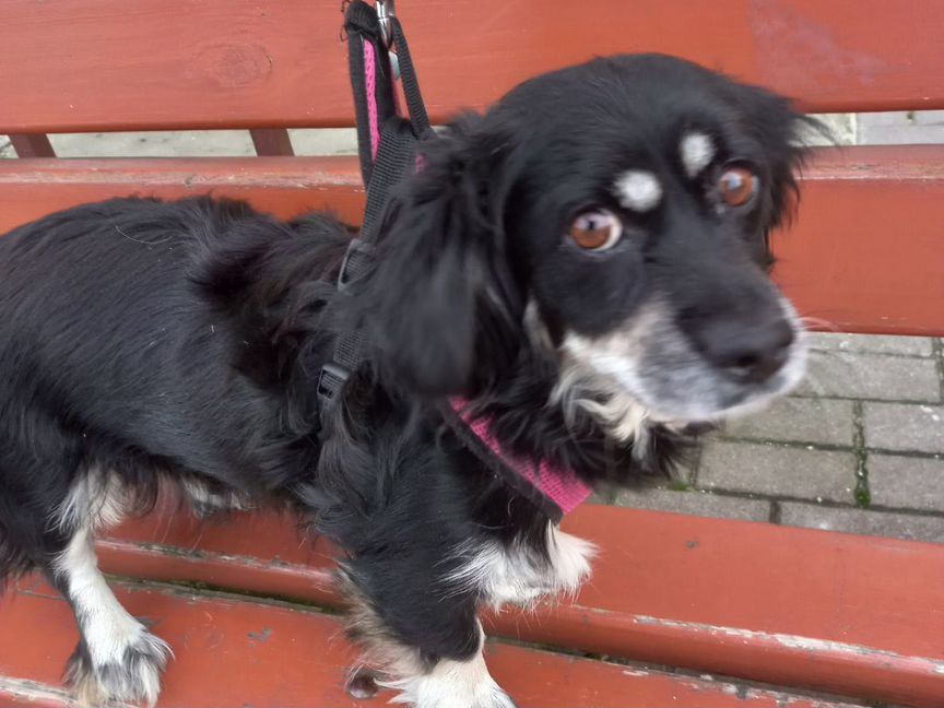 Маленькая собака в добрые руки