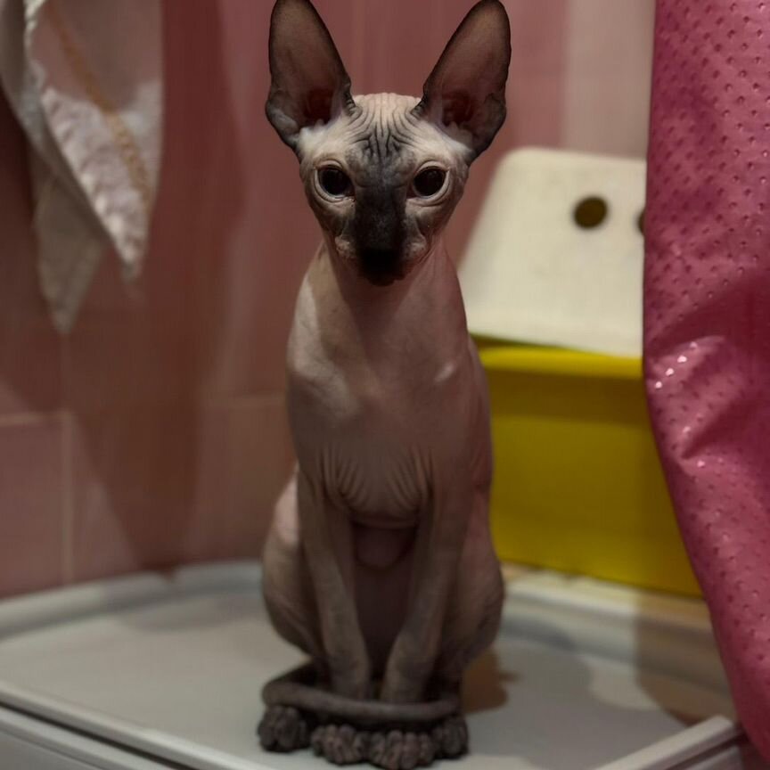 Канадский сфинкс, взрослая кошка