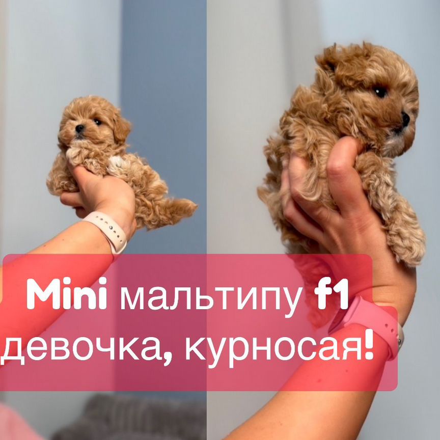 Мальтипу, щенок