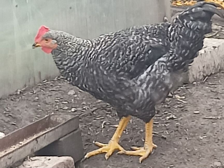 Молодой петух