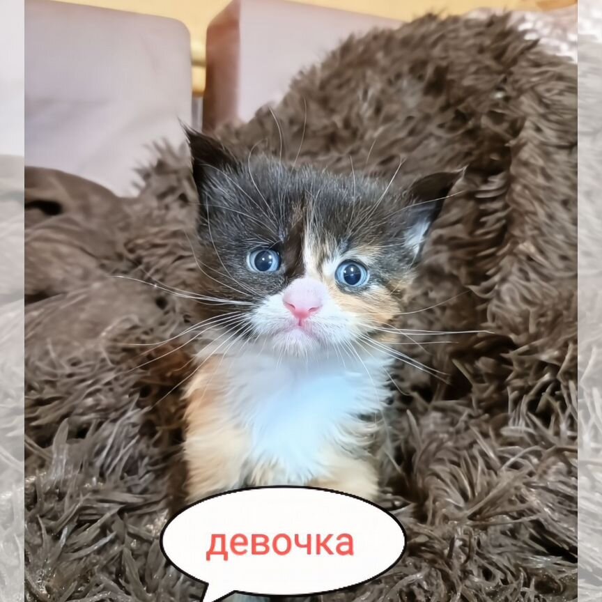 Мейн-кун котёнок