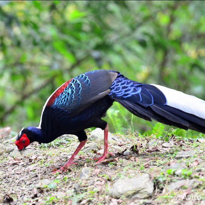 Обмен фазан свайно