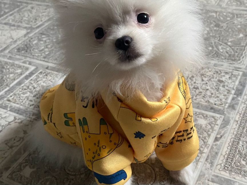 Одежда для кошек и собак