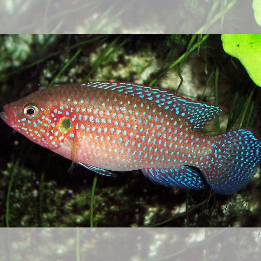 Хромис красавчик