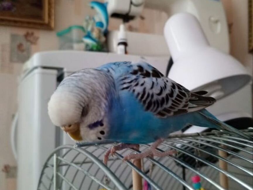 Волнистый попугай. 7 месяцев, самка