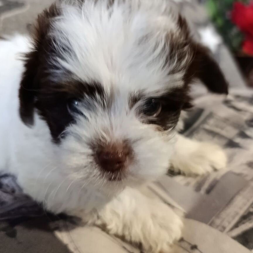 Биро мальчик