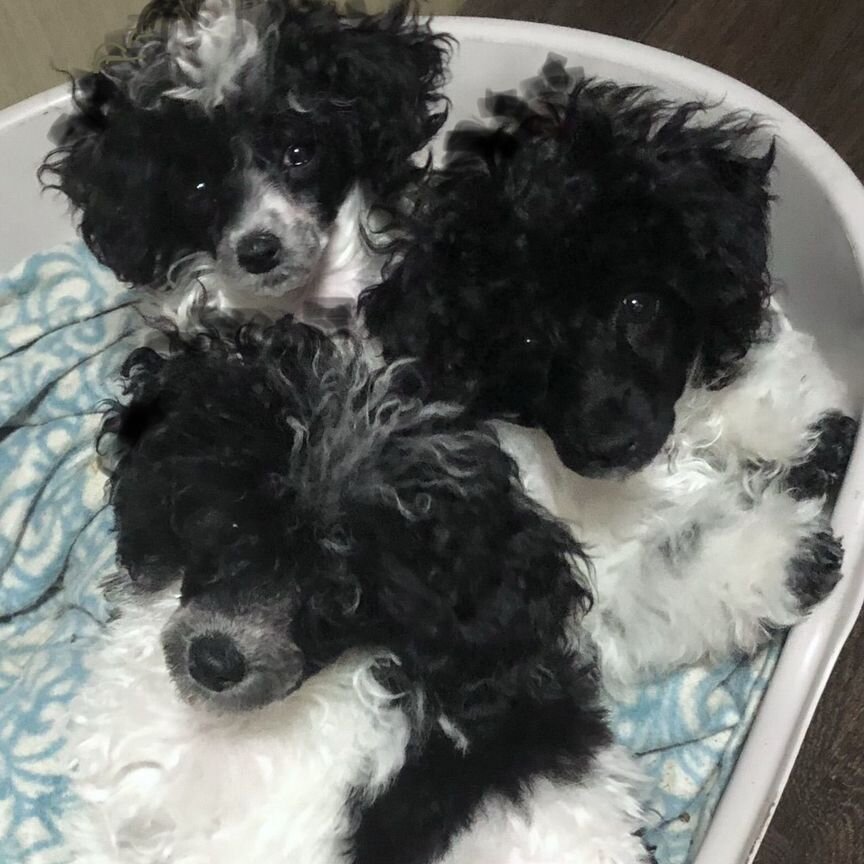 Щенки- арлекины