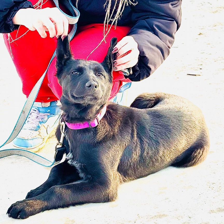 Щенок в добрые руки