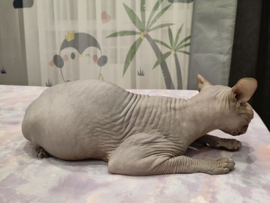 Кот донской сфинкс 1 год