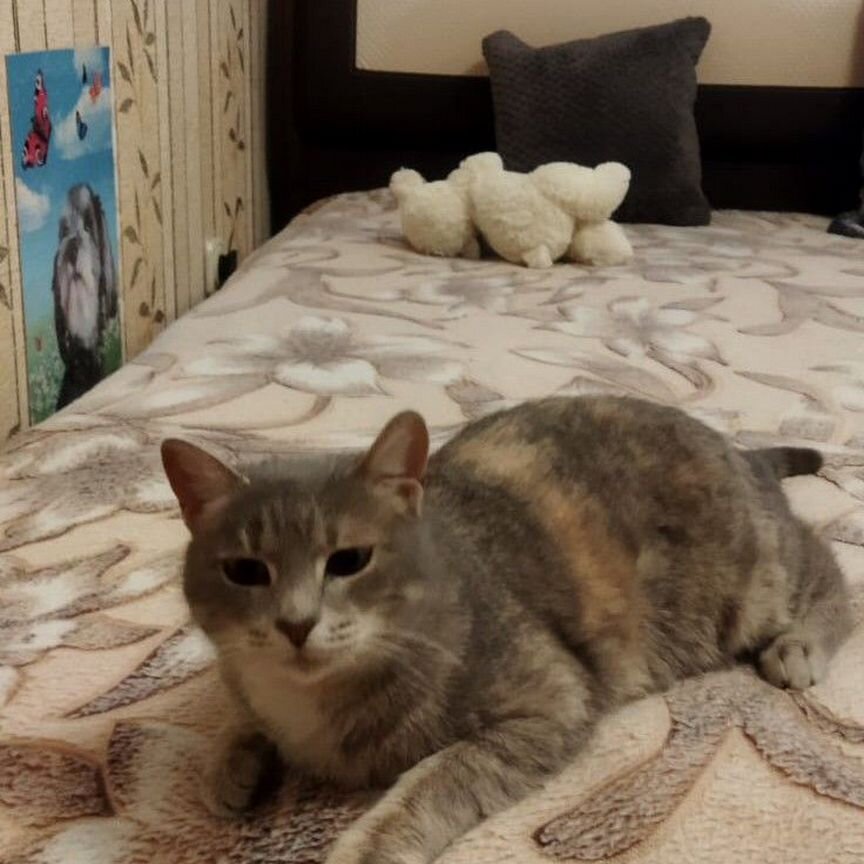 В добрые руки