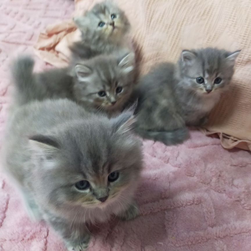 Шотландский прямоухий длинношёрстный котёнок