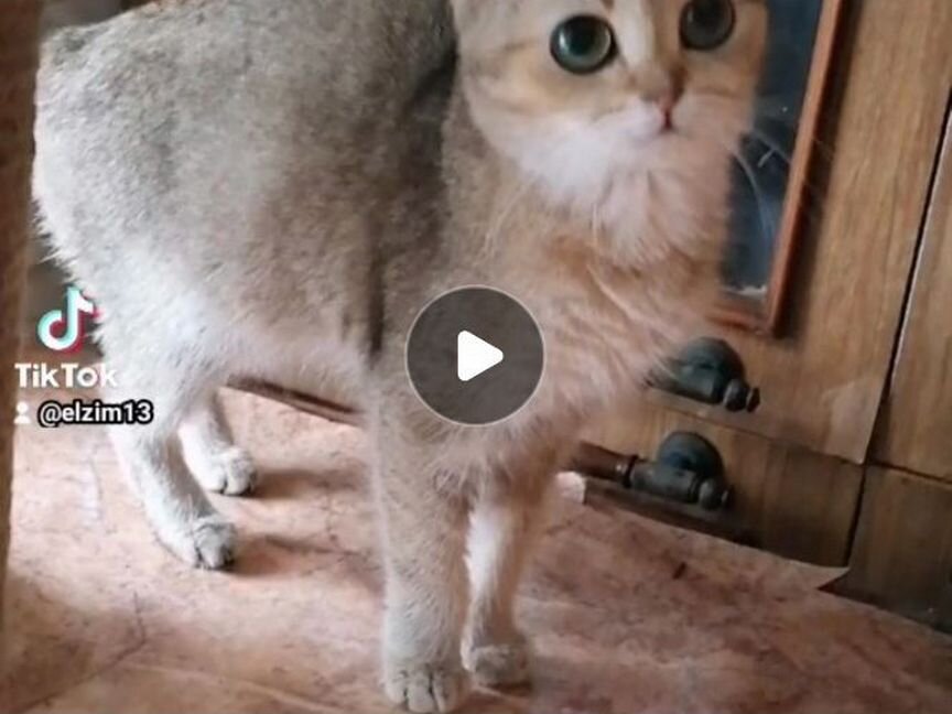 Зеленоглазая британочка