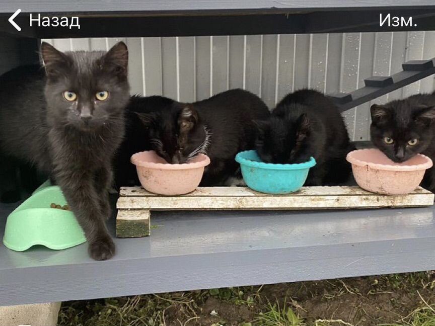 Котята бесплатно