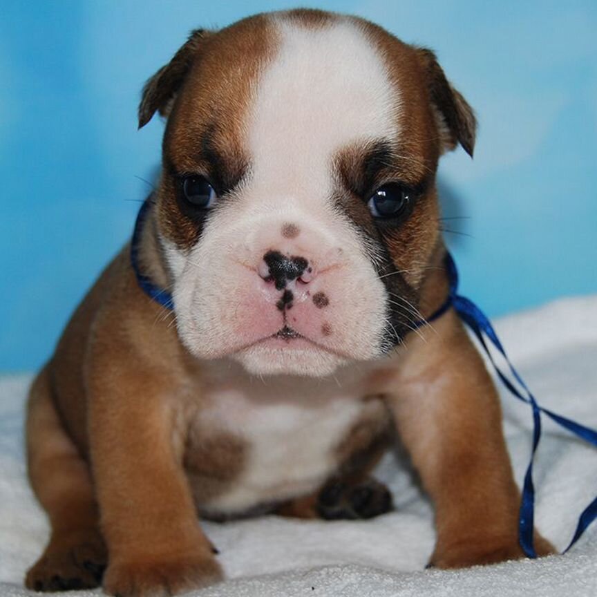 Английский бульдог, щенок