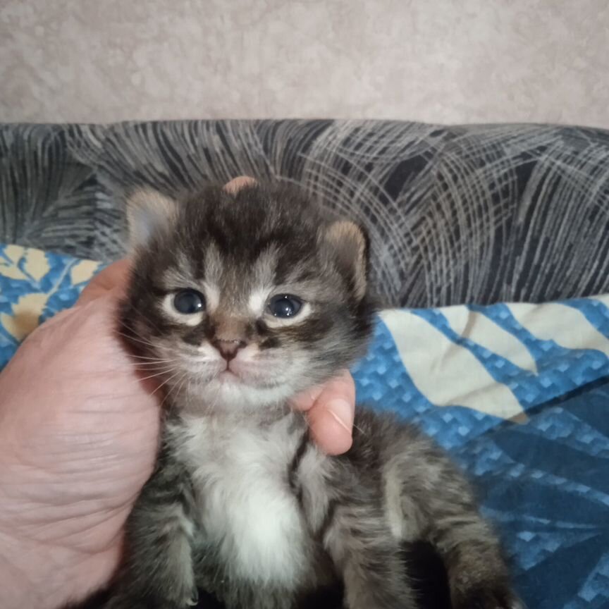 Котята в добрые руки бесплатно