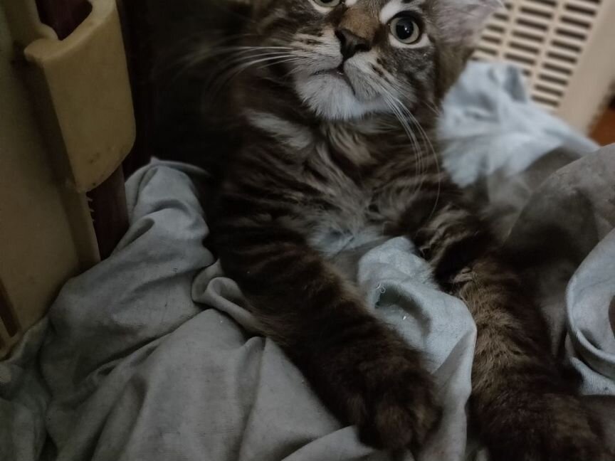 Котята мейн-кун