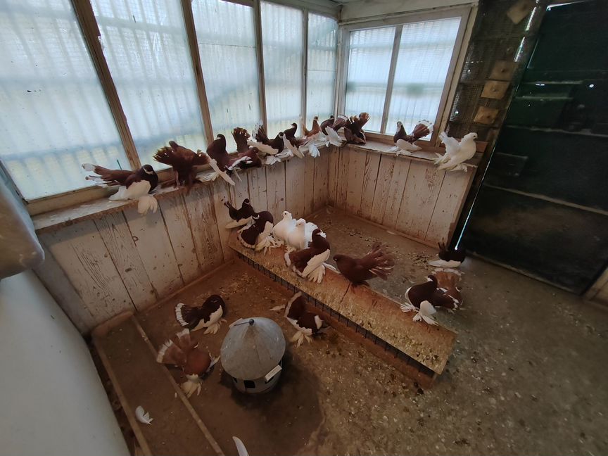 Продажа голубей оптом