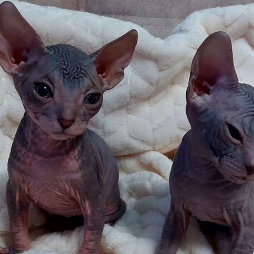 Котята сфинкс
