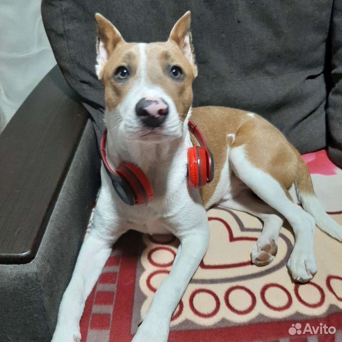 Стафорд вязка