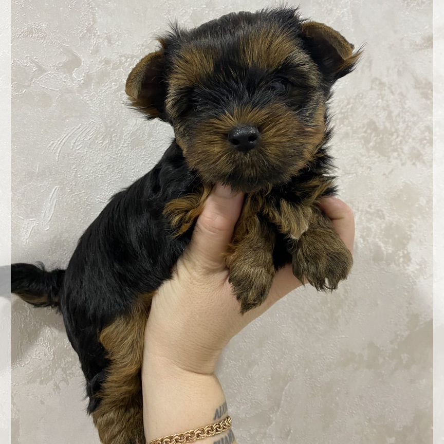 Йоркширский терьер, щенок