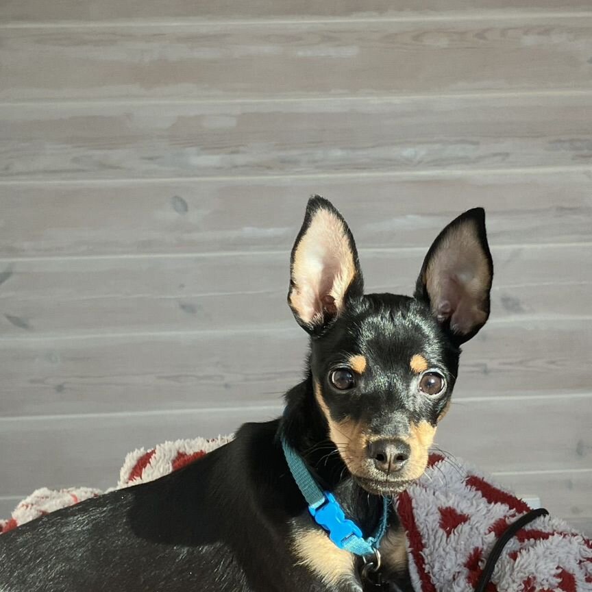 Русский той-терьер