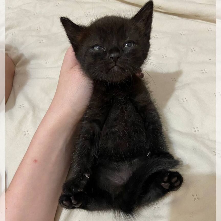 Тайский котёнок