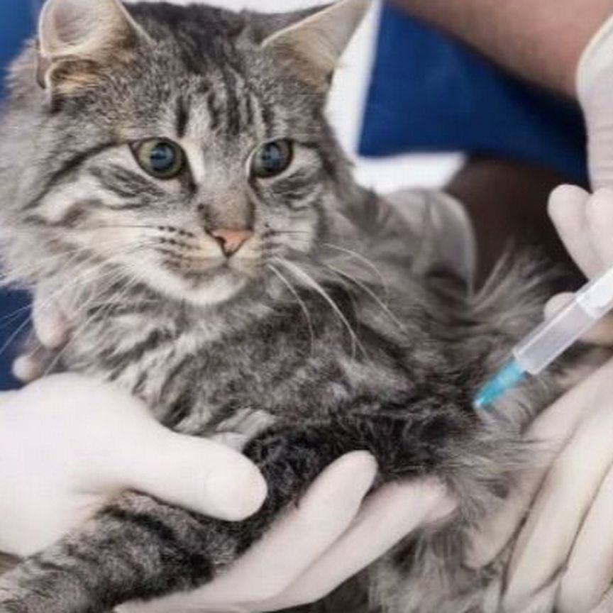 Передержка стационар ветеринарный врач