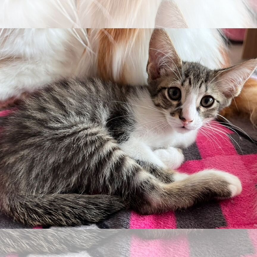 Котёнок в добрые руки