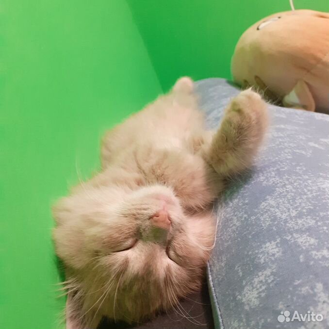 Кошечка-полуперс (стерилизована)