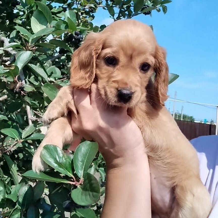 Английский кокер спаниель