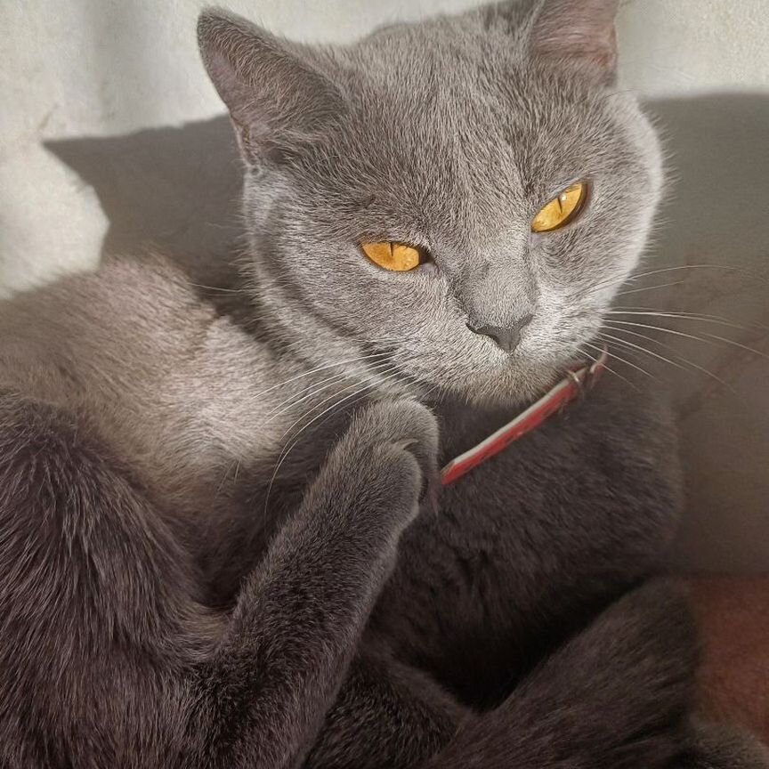 Кошечка Белла