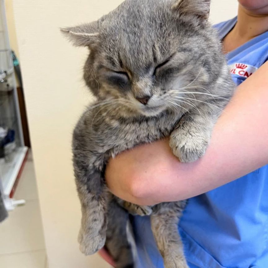 Ласковый котик не хочет снова на улицу