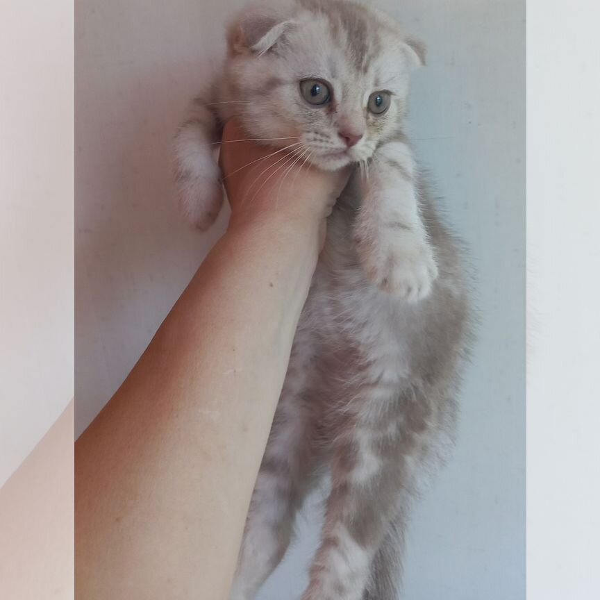 Шотландские вислоухие