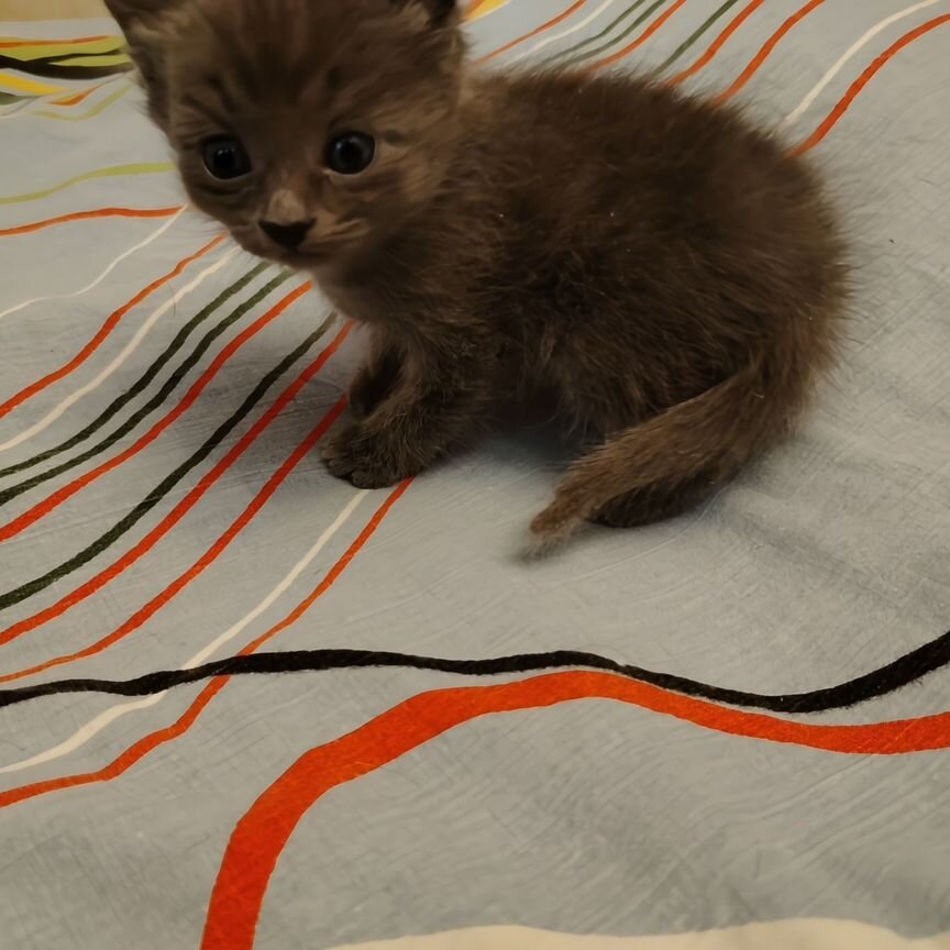 Котёнок от частного владельца