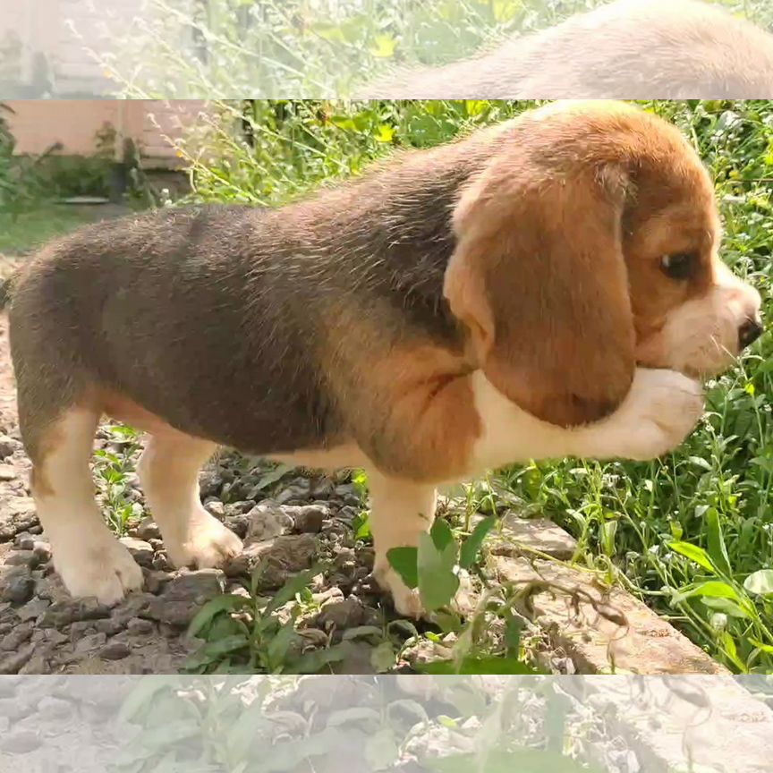 Бигль, щенок