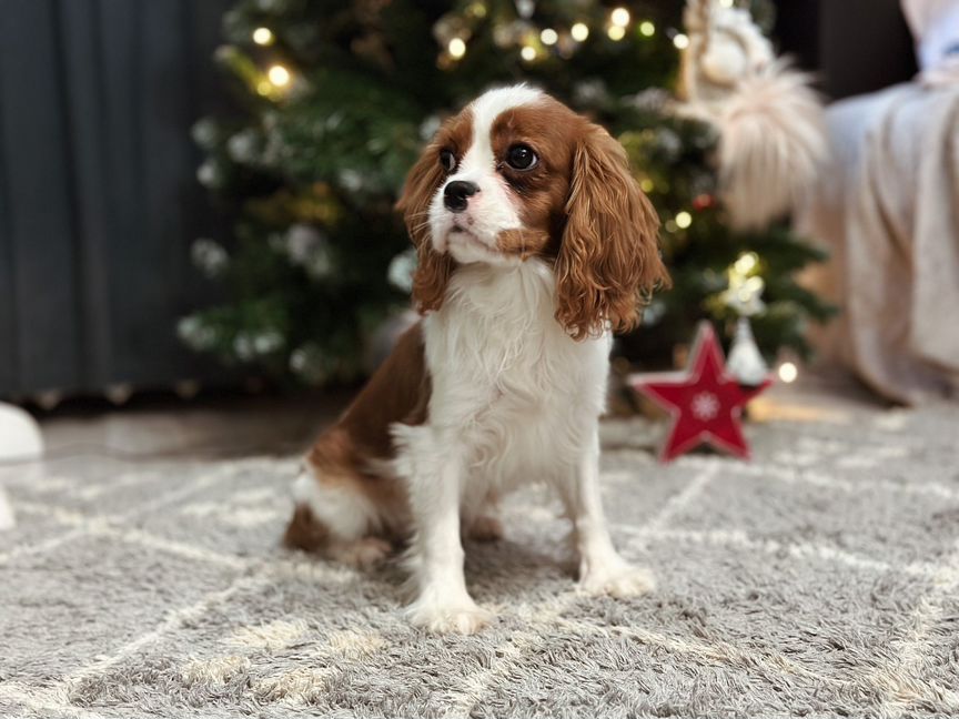 Щенок кавалер кинг чарльз спаниель