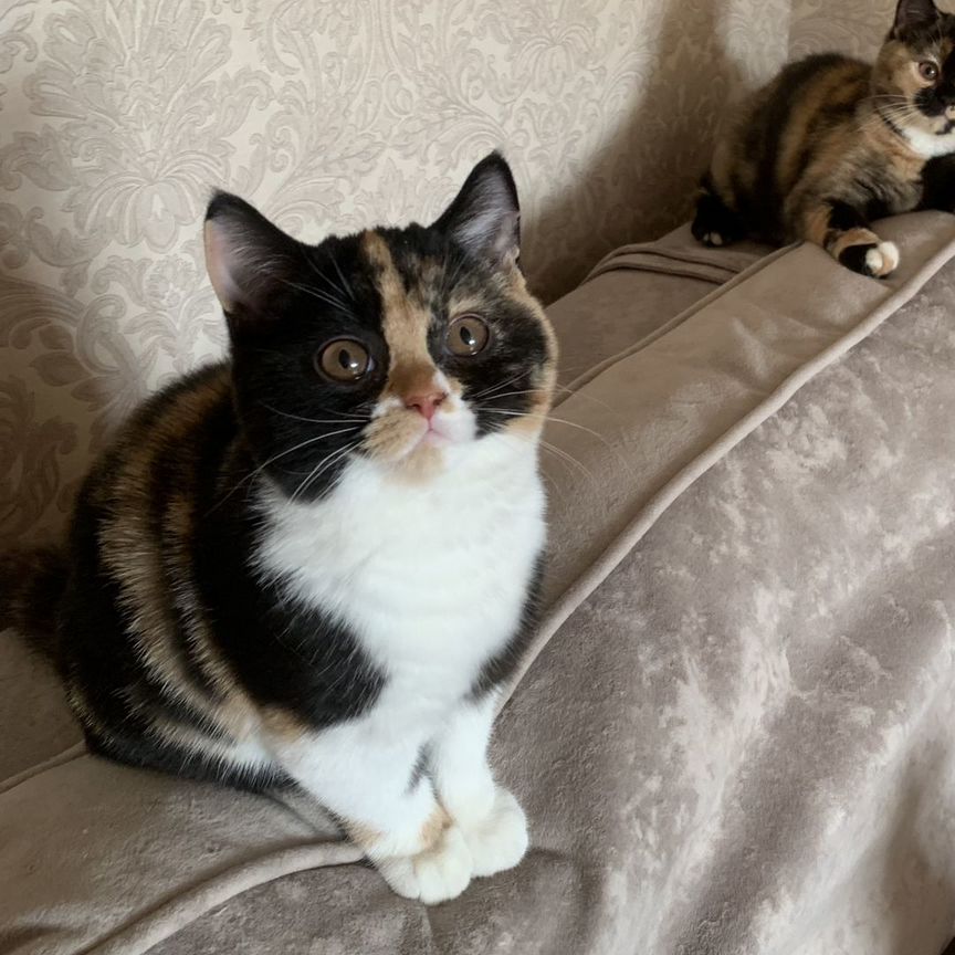 Британский короткошёрстный котёнок