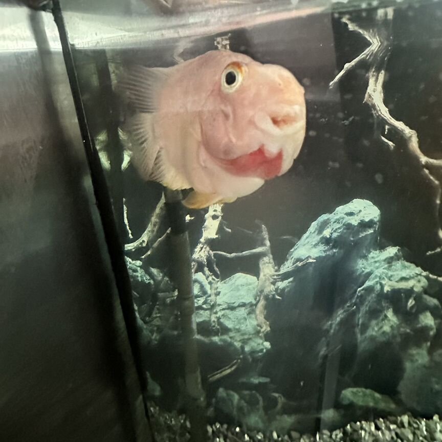 Аквариум с тумбой 300 литров,со всем содержимым