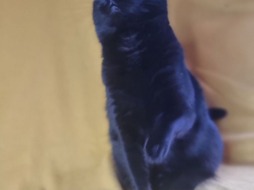 Багира в неволе