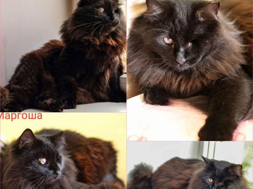 Кошка в дар
