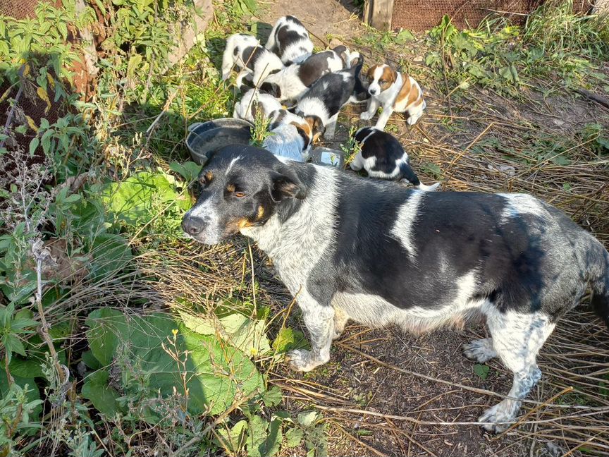 Щенки и котята в добрые руки