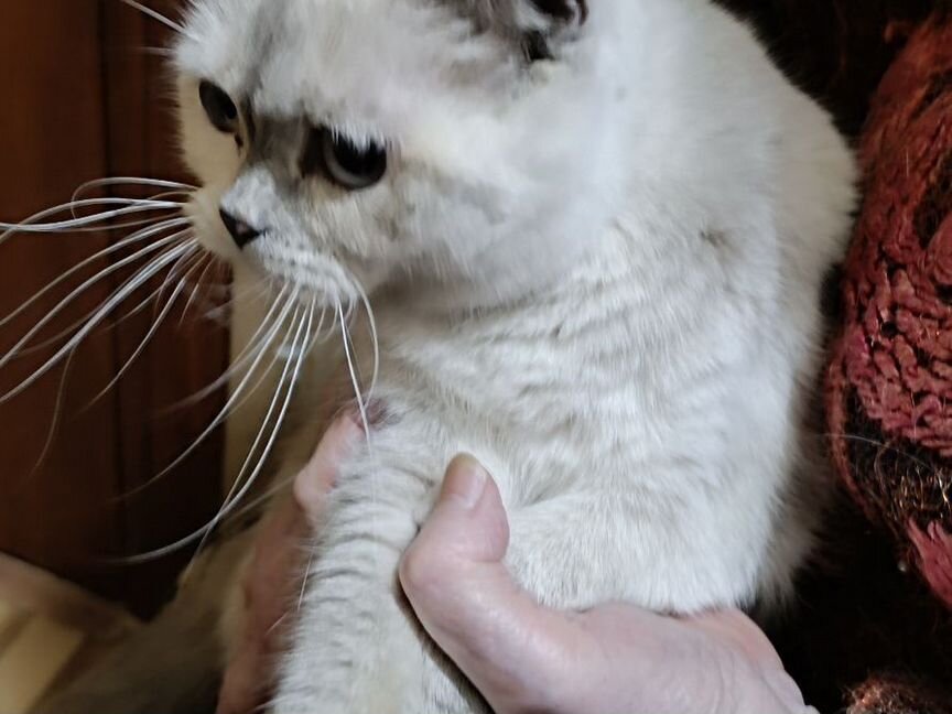 Кошка шотландская вислоухая