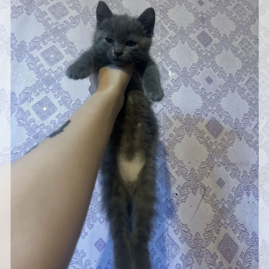 Котёнок в добрые руки