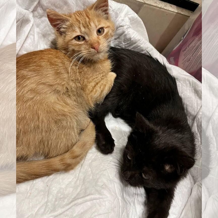 2 котенка в добрые руки