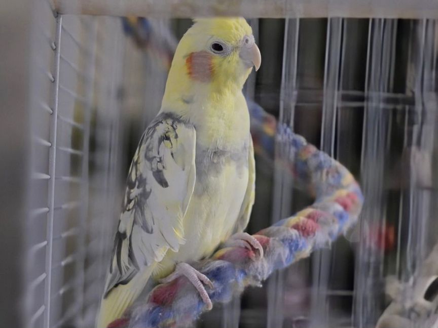 Попугаи корелла