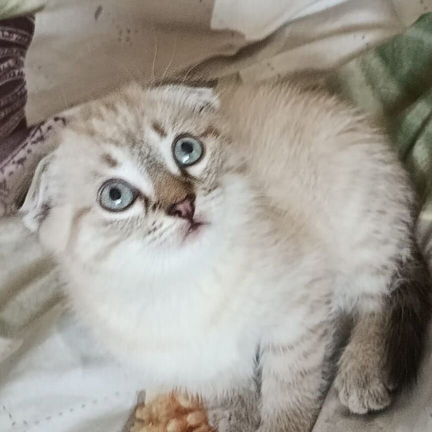 Шотландский вислоухий длинношёрстный котёнок