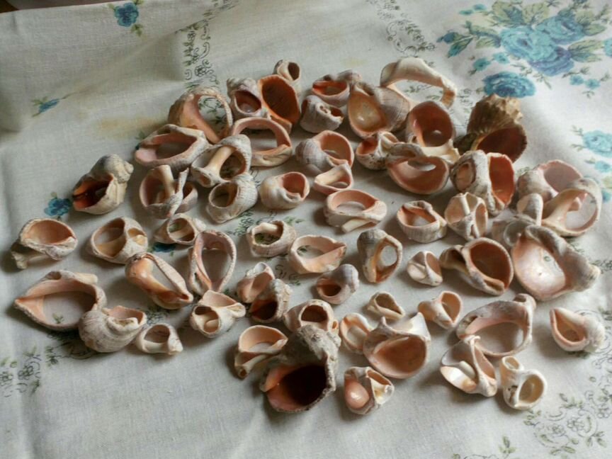 Ракушки морские для аквариума или поделок