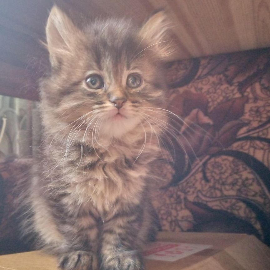 Котёнок от частного владельца